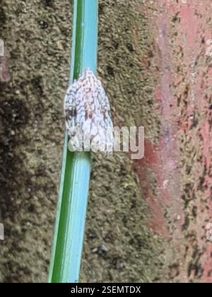 (Fulgoroidea), Insecta, Kwakoegron, Suriname Stock Photo - Alamy