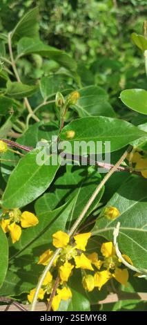 (Janusia guaranitica), Plantae, Capital, Salta, Argentina Stock Photo ...