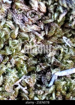 mosses (Bryophyta), Plantae, Fergus County, MT, USA Stock Photo - Alamy