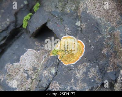 common lichens (Lecanoromycetes), Fungi, Capital, BC, Canada, In the ...