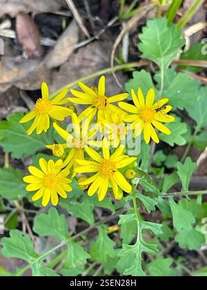 Butterweed (Packera glabella), Plantae, Torreya State Park, Bristol, FL ...