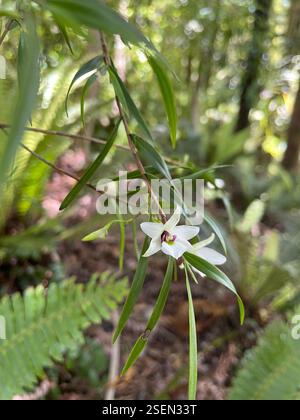 Winika (Dendrobium cunninghamii), Plantae, North Island, Hunua, Waikato ...