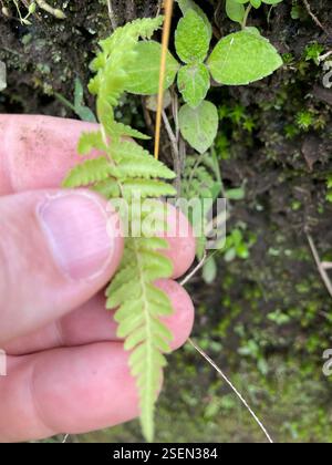 ferns (Polypodiopsida), Plantae, Salento, CO-QD, CO Stock Photo - Alamy