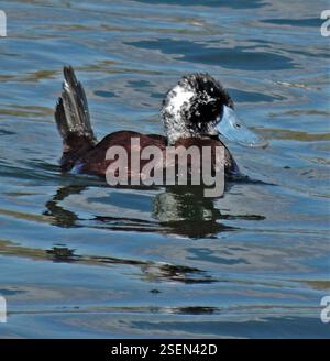 Andean Duck (Oxyura ferruginea), Aves, Lago Argentino, AR-SC, AR Stock ...