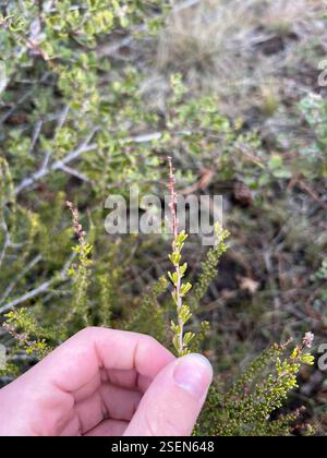 chamise (Adenostoma fasciculatum), Plantae, San Diego County, CA, USA ...