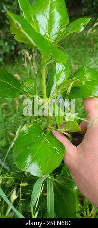 Taupata (Coprosma repens), Plantae, Auckland, NZ Stock Photo - Alamy