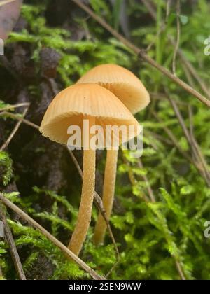 Moss Bells (Galerina), Fungi, Hidden Falls Regional Park, Auburn, CA ...