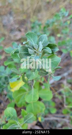 garberia (Garberia heterophylla), Plantae, Ocala, FL 34476, USA Stock ...