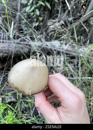 Tall Psathyrella (Psathyrella longipes), Fungi, Topanga State Park, Los ...