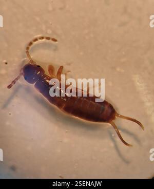 (Chelidurella acanthopygia), Insecta, 94252 Bayerisch Eisenstein ...