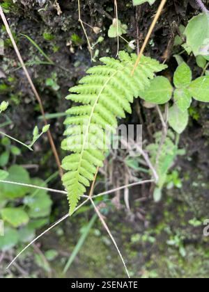 ferns (Polypodiopsida), Plantae, Salento, CO-QD, CO Stock Photo - Alamy