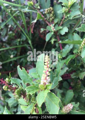 Inkweed (Phytolacca octandra), Plantae, Romero Alto, Ubaqué ...
