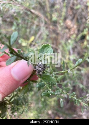 Coyote Brush Bud Gall Midge (Rhopalomyia californica) Insecta Stock ...