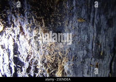 Spiders (Araneae), Arachnida, 62 Railway Parade, Wentworth Falls NSW ...