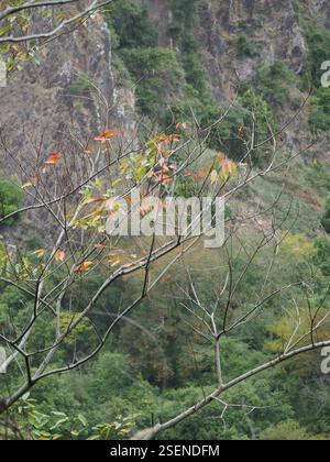 Mountain Tallow (Triadica cochinchinensis), Plantae, 台灣南投縣 Stock Photo ...