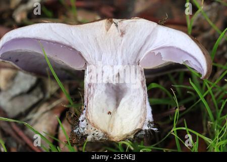 Blewit (Collybia nuda), Fungi, Eugene, OR, USA, Picture 6 shows ...