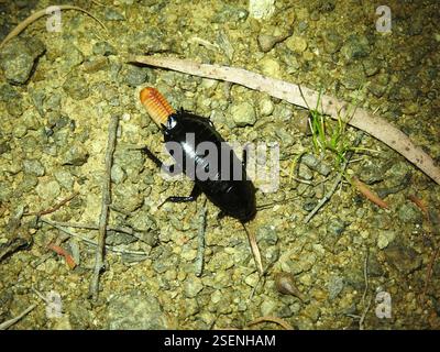 (Polyzosteriinae), Insecta, Hobart TAS, Australia, (As a birder, mammal ...