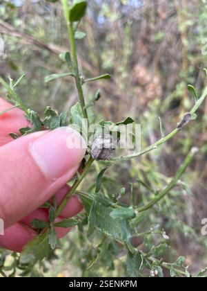 Coyote Brush Bud Gall Midge (Rhopalomyia californica Stock Photo - Alamy