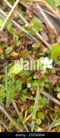 Sea Primrose (Samolus repens), Plantae, Aramoana, New Zealand Stock ...