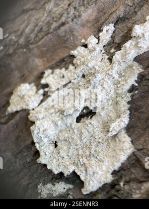 mosses (Bryophyta), Plantae, Los Angeles County, US-CA, US Stock Photo ...