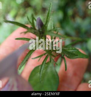 (Isoglossa cooperi), Plantae, Mgangeni, Maphephetha, South Africa ...