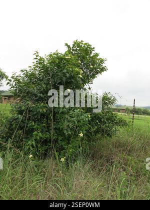Baboon Bushpumpkin (Coccinia adoensis), Plantae, uMgungundlovu District ...