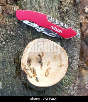 Rayed Artemis (Dosinia exoleta), Mollusca, Ardgowan, UK Stock Photo - Alamy