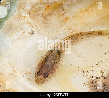 Common Goby (Pomatoschistus microps), Actinopterygii, North Ayrshire ...
