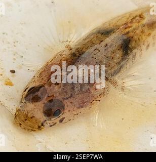 Common Goby (Pomatoschistus microps), Actinopterygii, North Ayrshire ...
