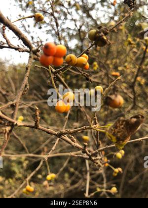 Small-leaf White Raisin (Grewia tenax Stock Photo - Alamy