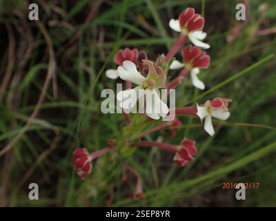 Short-tube Drumsticks (Zaluzianskya microsiphon Stock Photo - Alamy