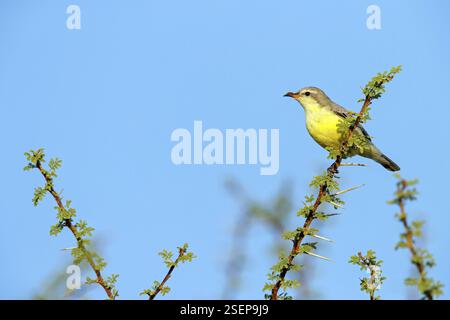 Honeybird, (Anthodiaeta metallica), perching bird, honey sucker, family ...