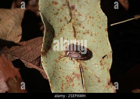 (Ascra bifida), Insecta, Tecolotlán, Jal., México Stock Photo - Alamy