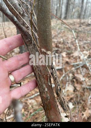 sparkleberry (Vaccinium arboreum), Plantae, Woodville, MS, US Stock ...