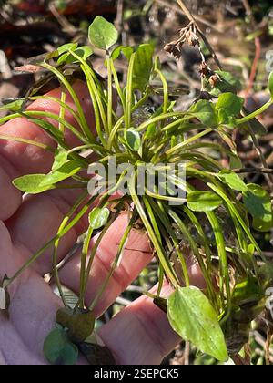 low spearwort (Ranunculus pusillus), Plantae, Polkton, NC, US, Wet ...