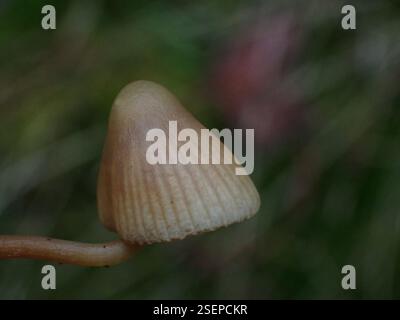 Moss Bells (Galerina), Fungi, Goldstream, Capital, British Columbia ...