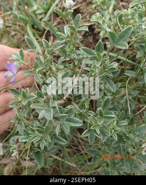 (Lotononis lotononoides), Plantae, Highmoor, 3300, South Africa ...
