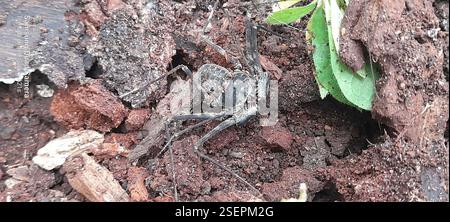 (Paraphrynus laevifrons), Arachnida, Antón, Panamá Stock Photo - Alamy