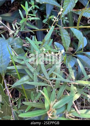 pineland croton (Croton linearis), Plantae, Florida, US Stock Photo - Alamy