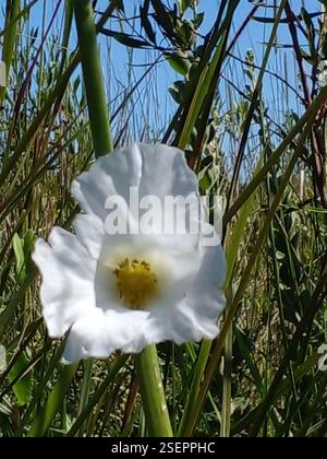 monocots (Liliopsida), Plantae, Paraguay Stock Photo - Alamy
