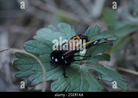 Princely Tiger Moth (Chrysocale principalis), Insecta, Tecolotlán, Jal ...