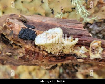 (Nidula), Fungi, Mavora, New Zealand Stock Photo - Alamy