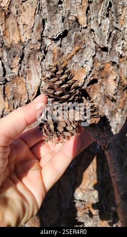 pines (Pinus), Plantae, Silver Springs, FL 34488, USA Stock Photo - Alamy