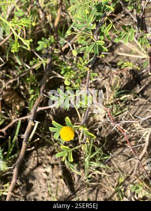 thorn trees (Vachellia), Plantae, Saint Peter, MS Stock Photo - Alamy
