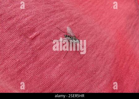 (Prosena), Insecta, 62 Railway Parade, Wentworth Falls NSW 2782 ...