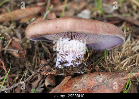 Blewit (Collybia nuda), Fungi, Eugene, OR, USA, Picture 6 shows ...