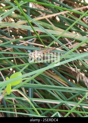 (Lissonota), Insecta, Cass 7580, New Zealand Stock Photo - Alamy