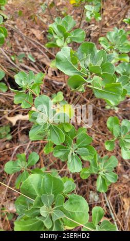 garberia (Garberia heterophylla), Plantae, Ocala, FL 34476, USA Stock ...