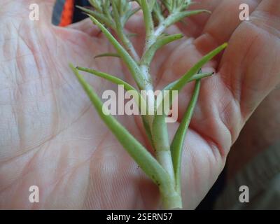 grassland red crassula (Crassula alba), Plantae, Mgangeni, Maphephetha ...