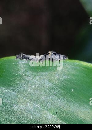 (Ennominae), Insecta, Praia Vermelha do Sul Stock Photo - Alamy